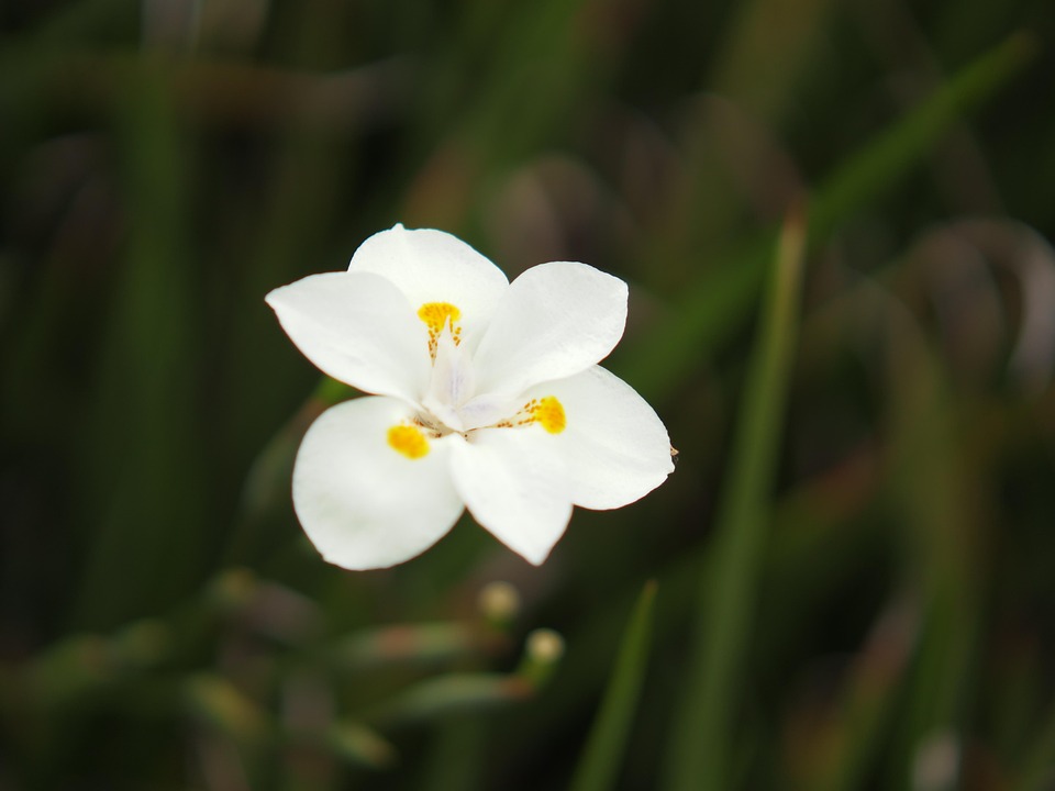 Fleur Blanche Pétales - Photo gratuite sur Pixabay - Pixabay