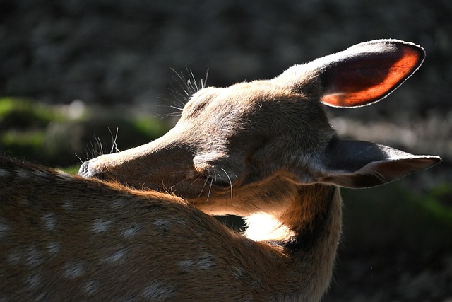 Cervo Animal Mamífero - Foto gratuita no Pixabay - Pixabay
