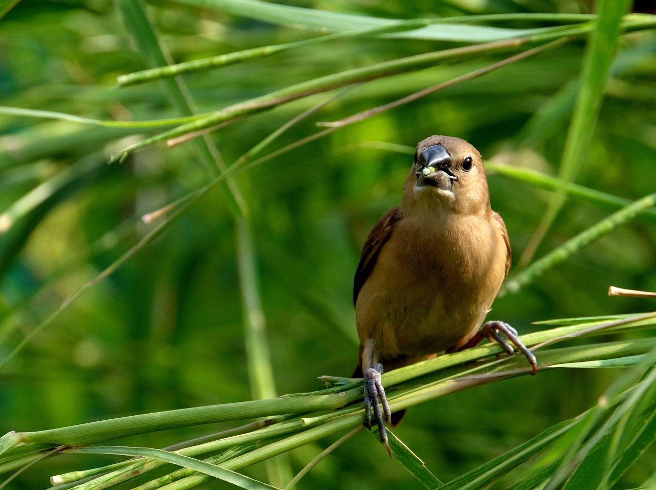 Large-Billed Seed Finch Bird - Free photo on Pixabay - Pixabay