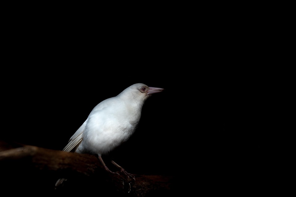 Burung Murai Albino Magpie - Foto gratis di Pixabay - Pixabay