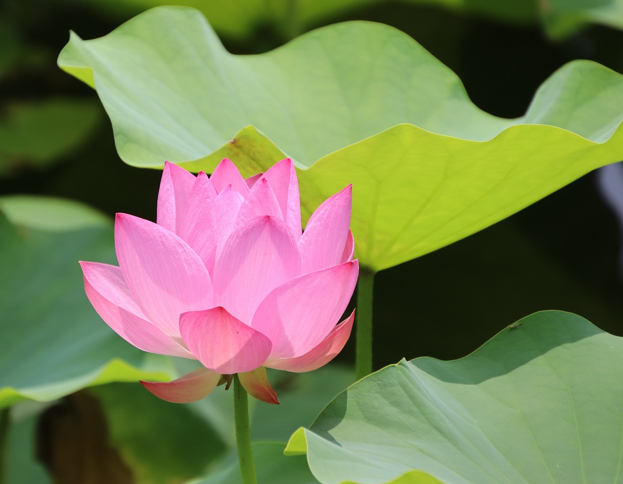 Bunga Teratai Kelopak Tanaman - Foto gratis di Pixabay - Pixabay