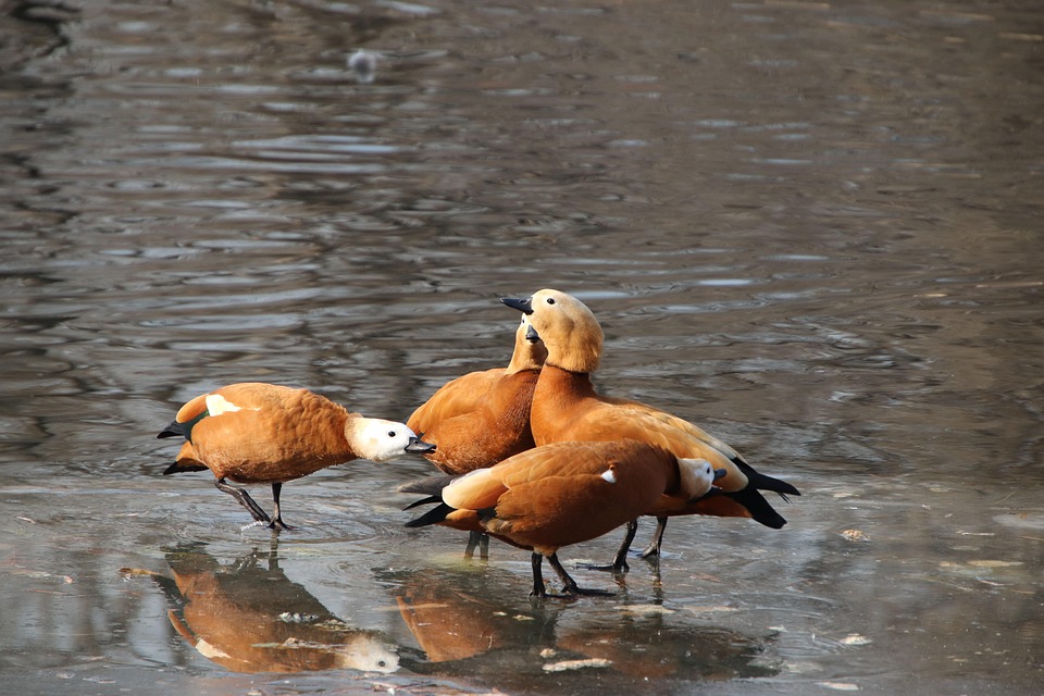Ducks Birds Ruddy Shelducks - Free photo on Pixabay - Pixabay