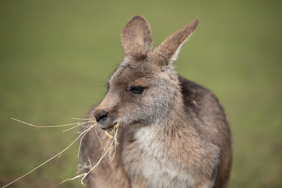 Kangaroo Marsupial Eastern Grey - Free photo on Pixabay - Pixabay