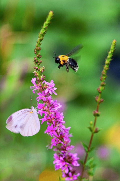 Pollination Insects Flower - Free photo on Pixabay