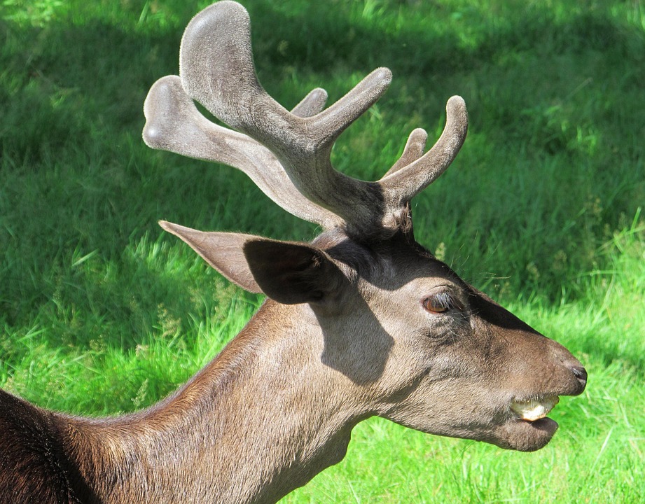 Fallow Deer Antler - Free photo on Pixabay - Pixabay