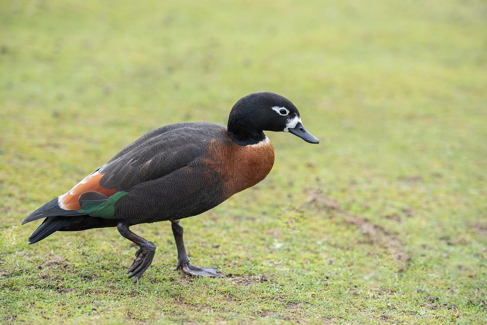 Bird Animal Shelduck - Free photo on Pixabay - Pixabay