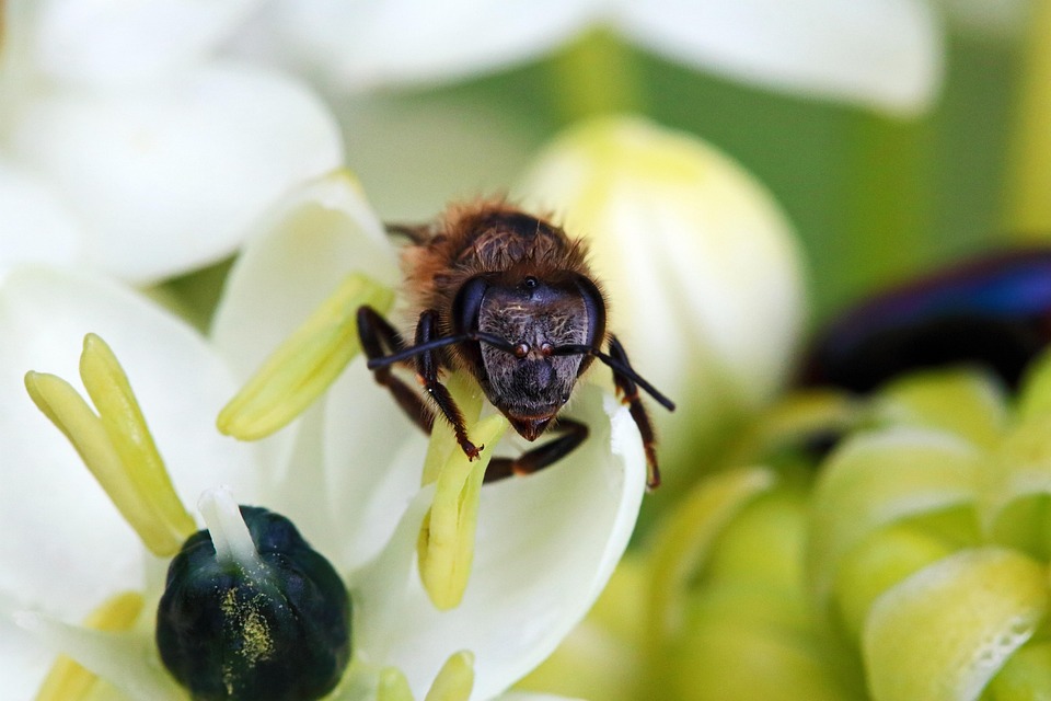 Abeja Insecto Polinizar - Foto gratis en Pixabay - Pixabay