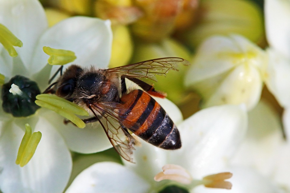 Bee Insect Pollinate - Free photo on Pixabay - Pixabay
