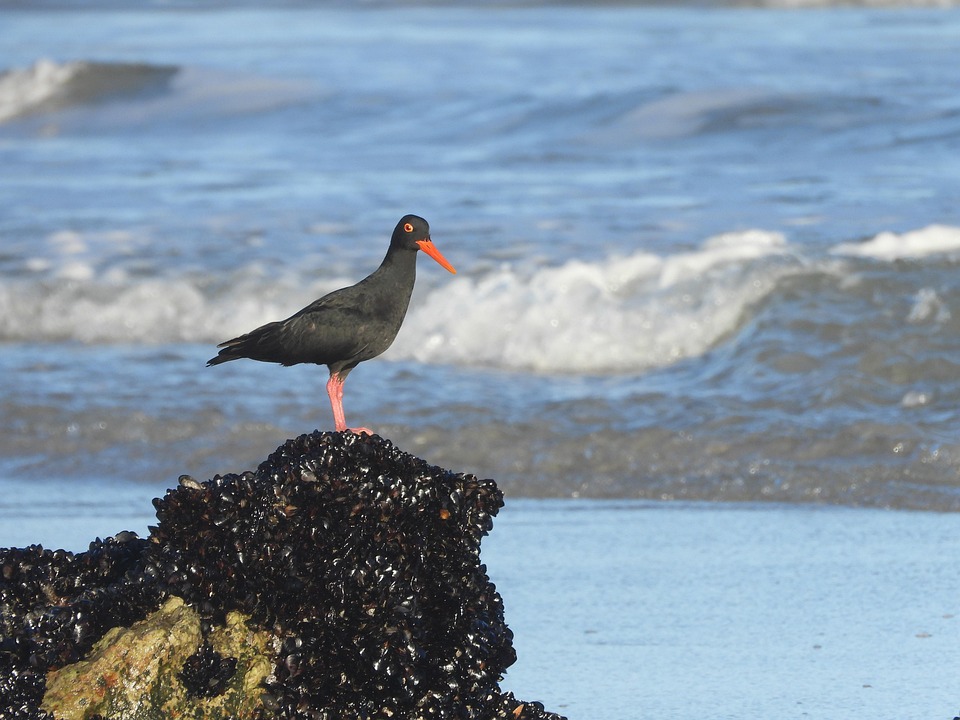 African Oystercatcher Bird Beach - Free photo on Pixabay - Pixabay