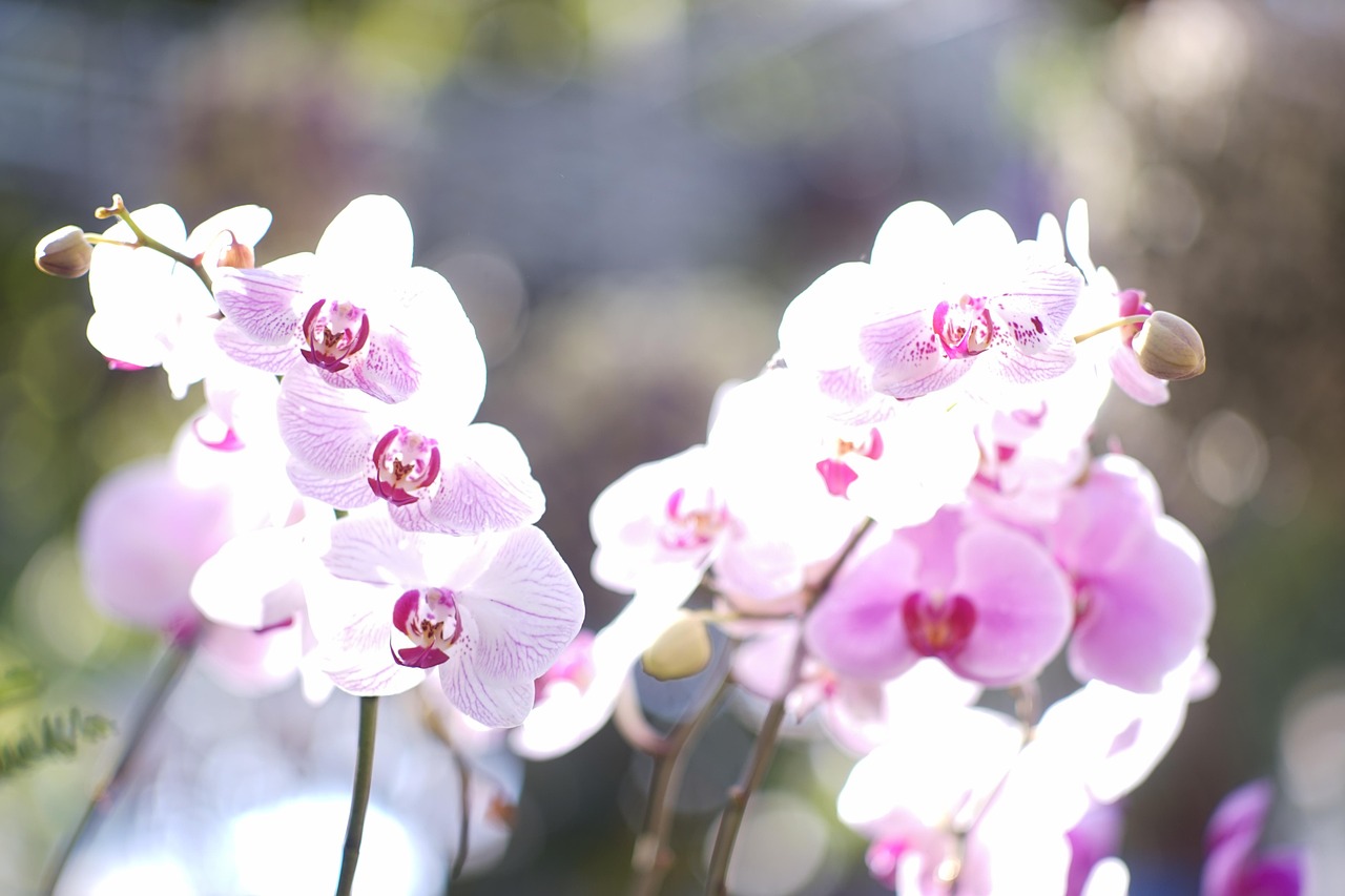 Orchidee 1 Blume Farbe Aus Der - Kostenloses Foto auf Pixabay - Pixabay