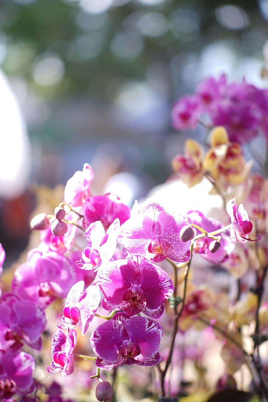 Orchidee 3 Farbe Außerhalb - Kostenloses Foto auf Pixabay - Pixabay