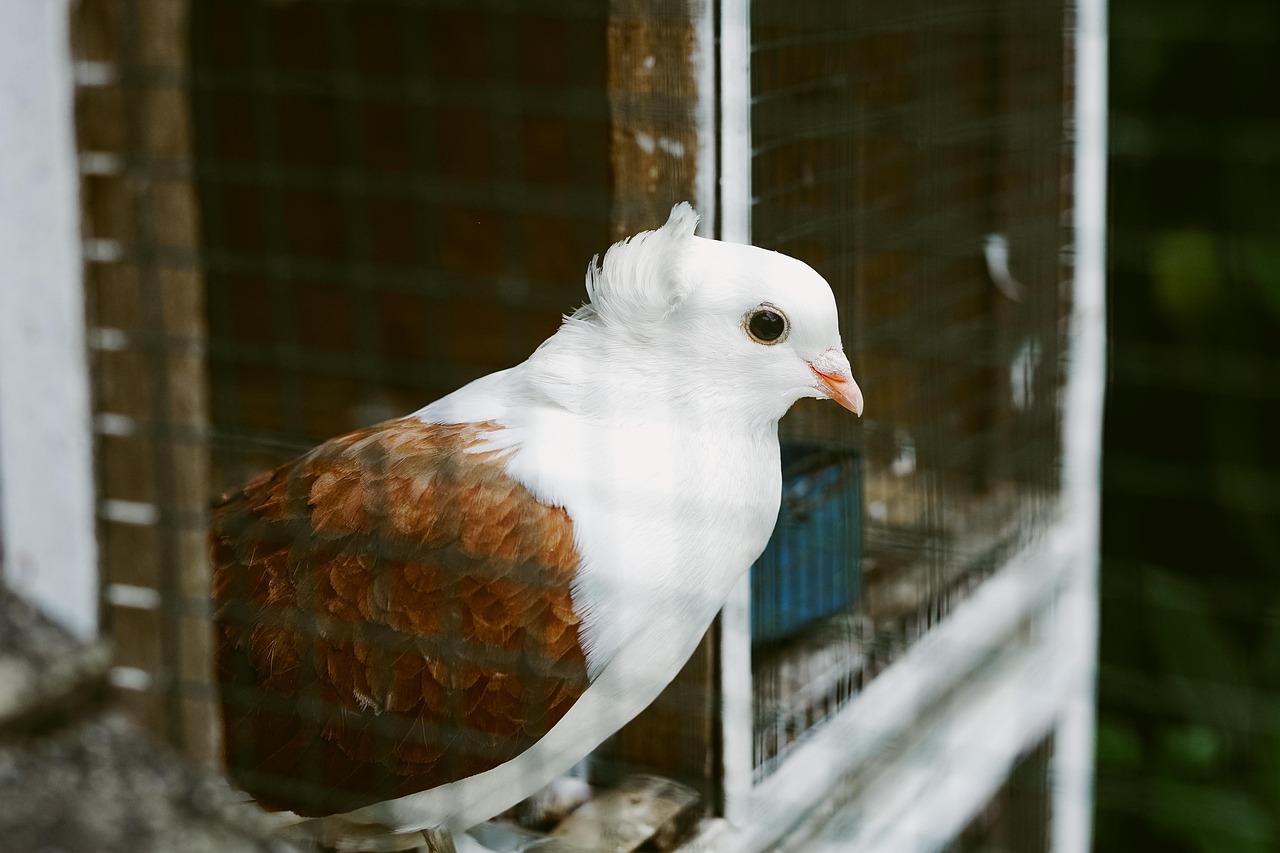 Old German Owl Pigeon Bird - Free photo on Pixabay