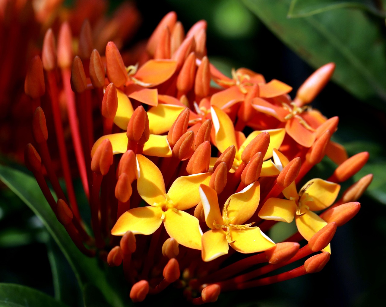 Bunga-Bunga Asoka Kelopak - Foto gratis di Pixabay - Pixabay