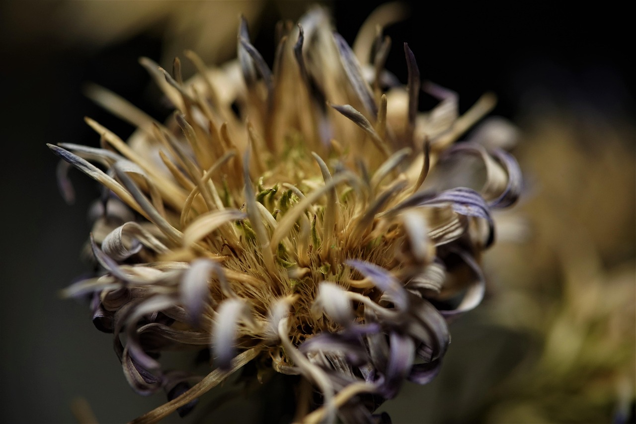 Dry Flower Bloom - Free photo on Pixabay - Pixabay