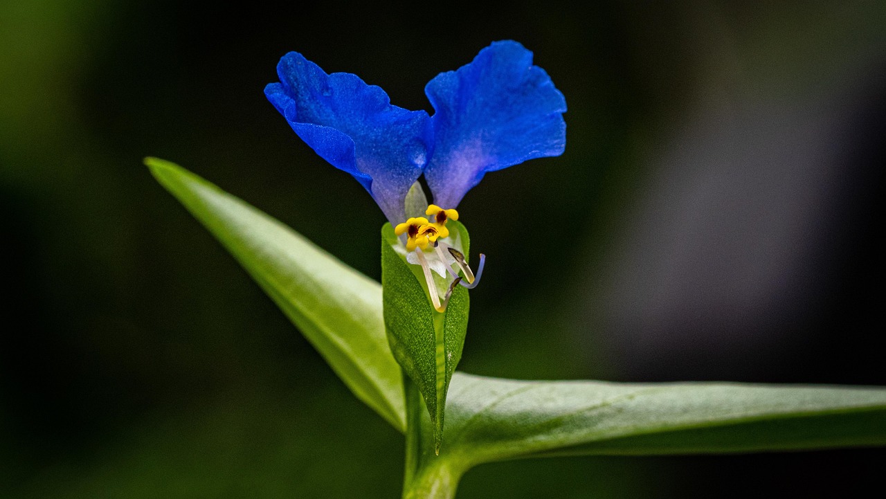 Asiatic Dayflower Flower Blue - Free photo on Pixabay - Pixabay