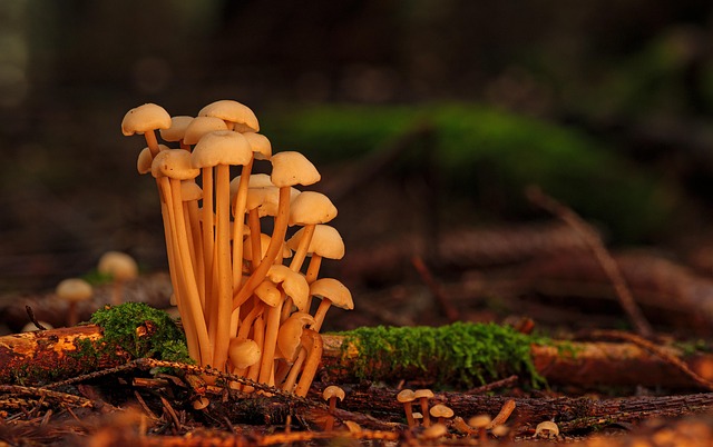 Petit Champignon Mini - Photo gratuite sur Pixabay