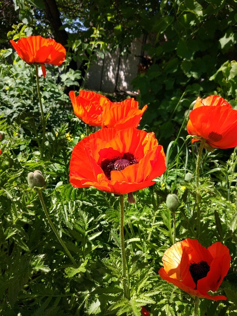 Bunga Poppy Di Taman Bunga-Bunga - Foto gratis di Pixabay - Pixabay