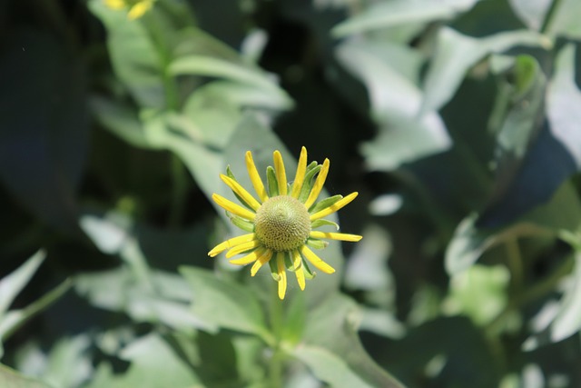 California Coneflower Blomma Gul - Gratis foto på Pixabay - Pixabay