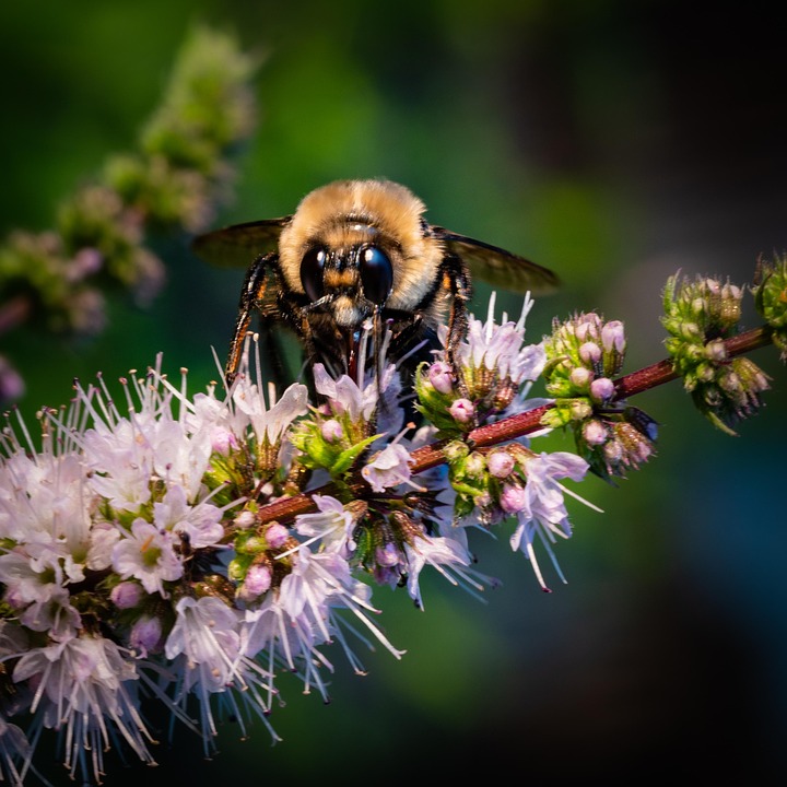 Bee Insect Pollinate - Free photo on Pixabay - Pixabay