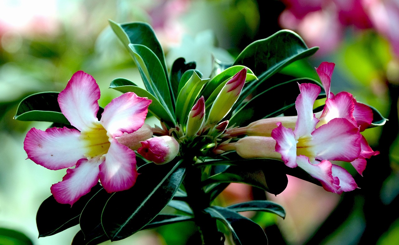 Adeniums Flowers Buds - Free photo on Pixabay - Pixabay