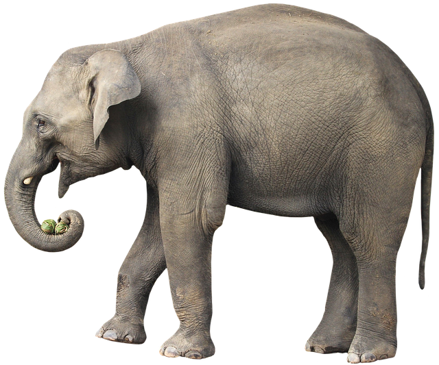 Download Stunning Elephant Images - 5,000+ HD Photos & Pictures - Pixabay