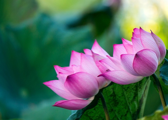 Lotuses Flowers Lotus Pink - Free photo on Pixabay