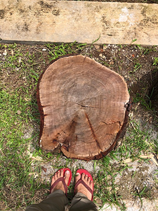 Wood Foot Green - Free photo on Pixabay - Pixabay