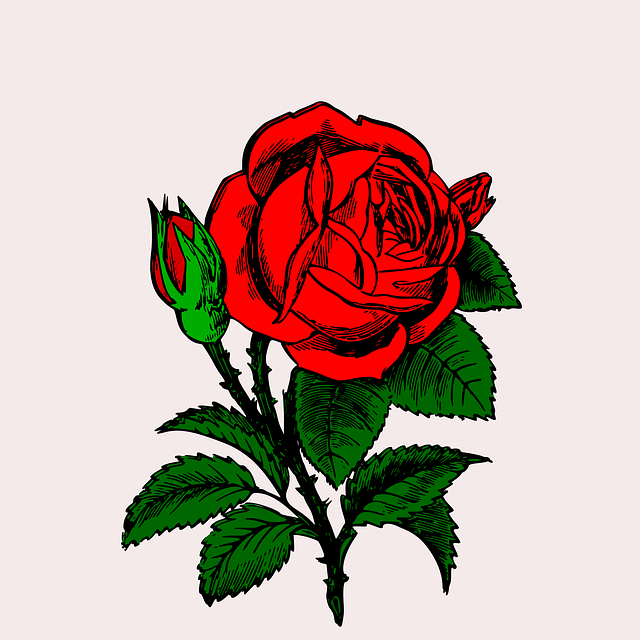 Ruusu Kukka Punainen - Ilmainen kuva Pixabayssa - Pixabay