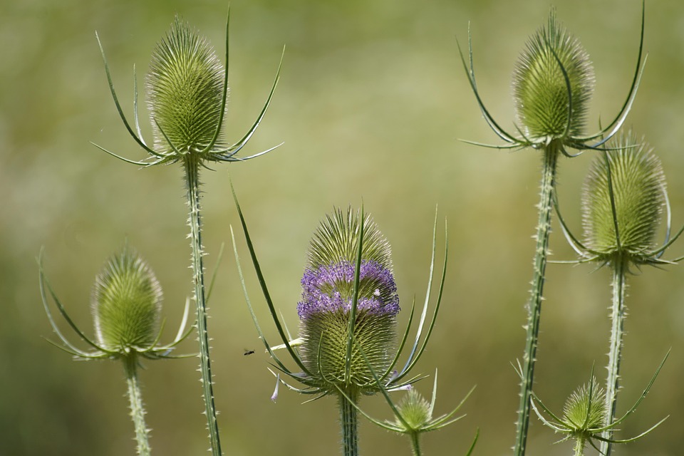 Teasels Flowers Dipsacus - Free photo on Pixabay