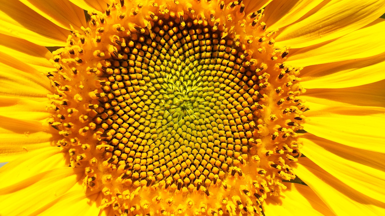 Sunflower Flower Pistils - Free photo on Pixabay - Pixabay