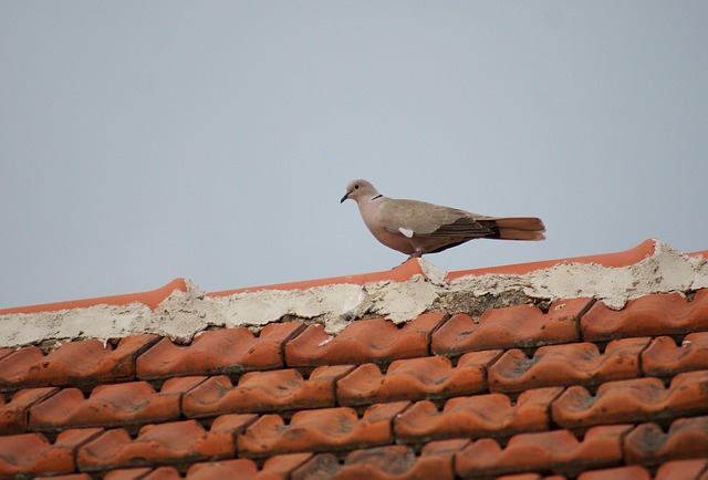 Garden Dove Bird Seating - Free photo on Pixabay - Pixabay