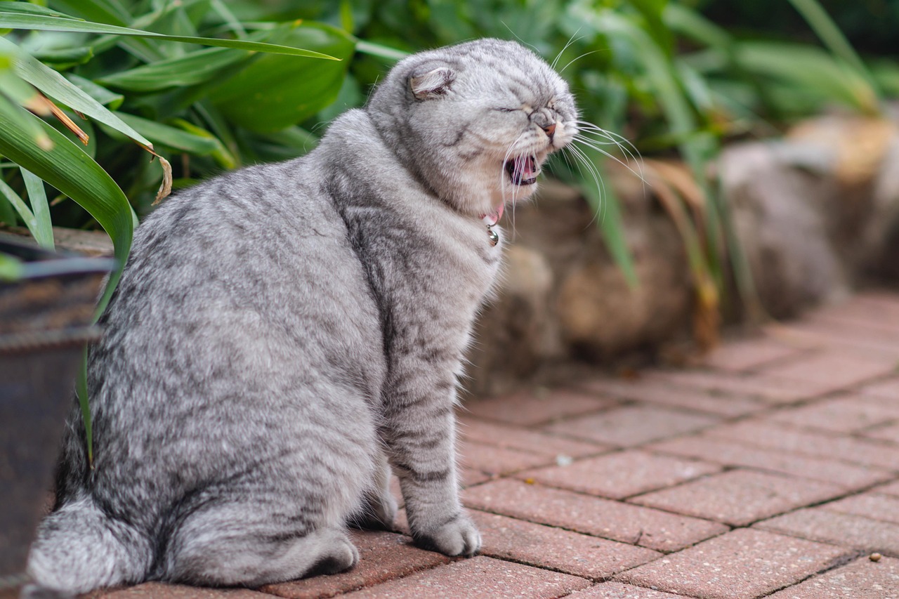 Cat Animal De Compagnie Félin - Photo gratuite sur Pixabay - Pixabay