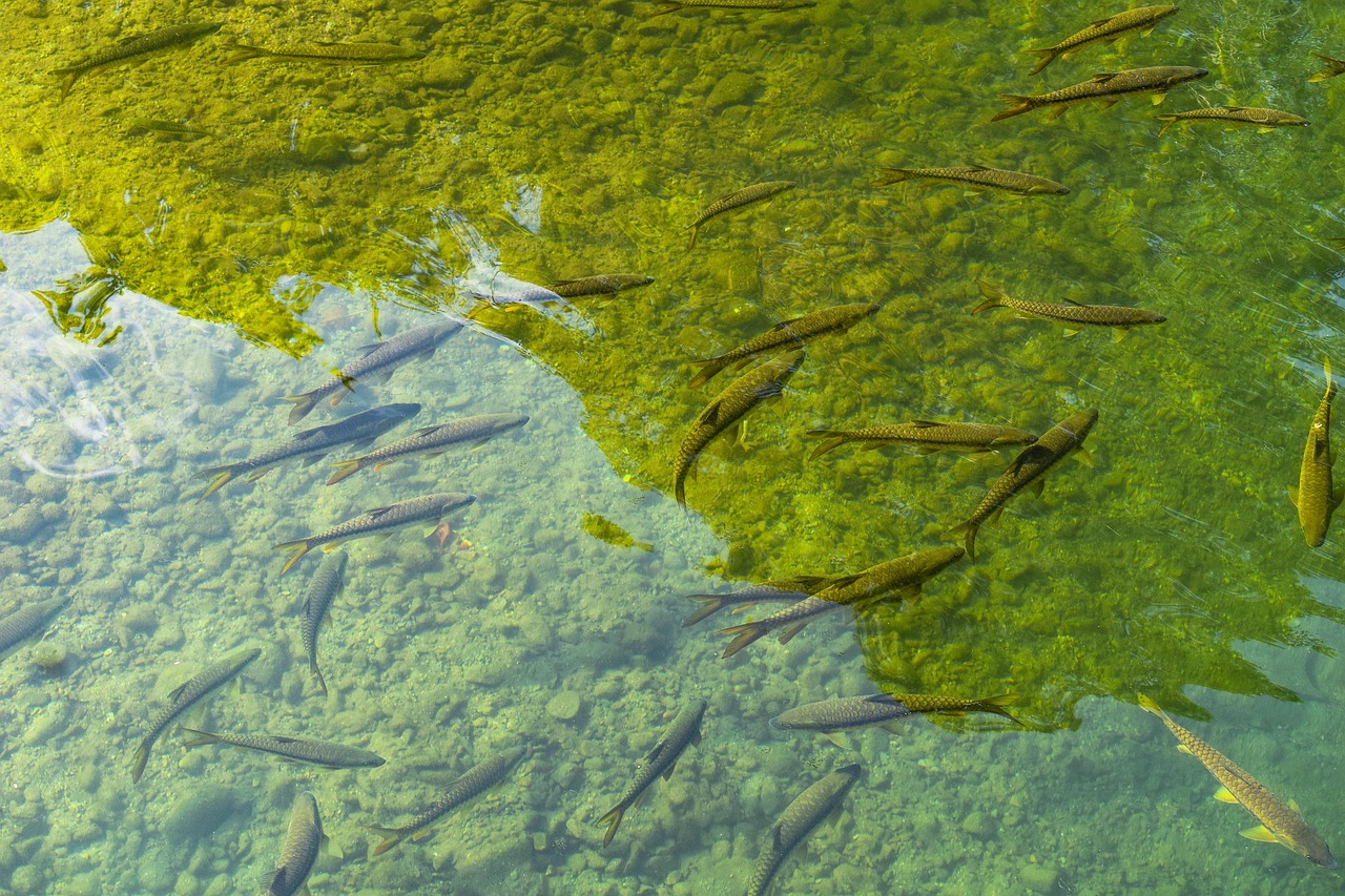Peces Estanque Agua - Foto gratis en Pixabay - Pixabay