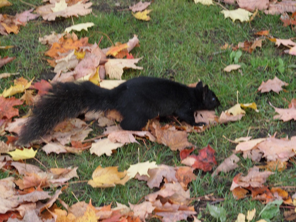 Fall Leaves Squirrel - Free photo on Pixabay