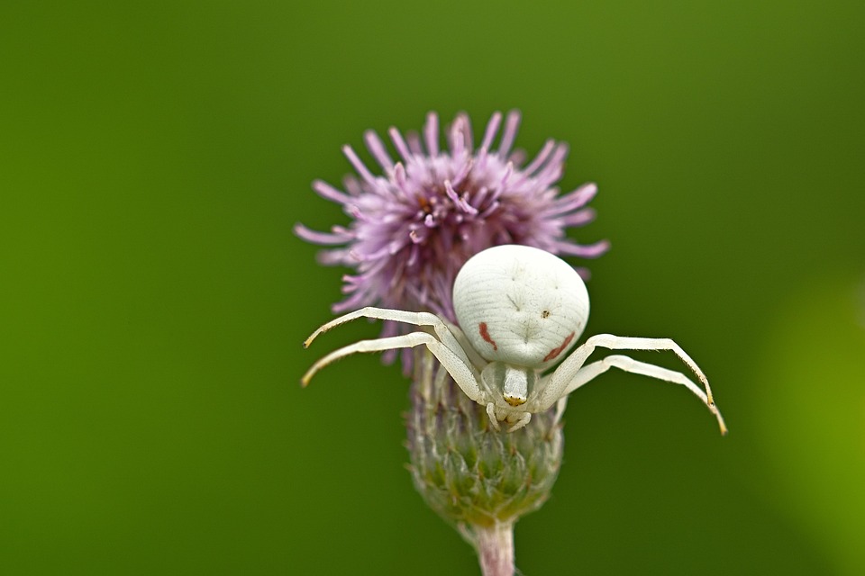 Spider Crab Insect - Free photo on Pixabay