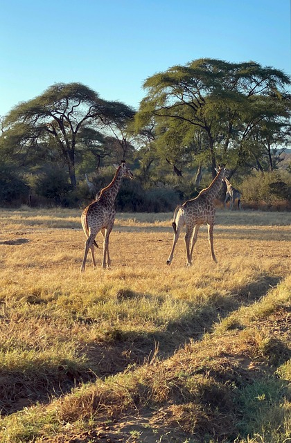 Giraffes Animals Mammals - Free photo on Pixabay - Pixabay