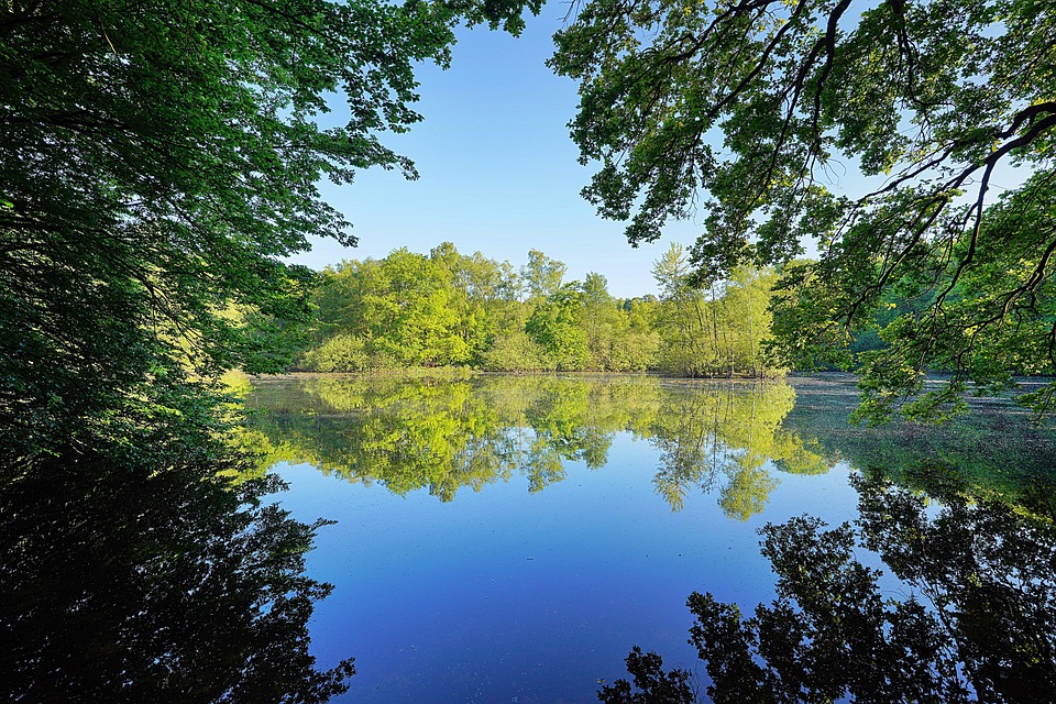 Damm Natur Vatten - Gratis foto på Pixabay - Pixabay