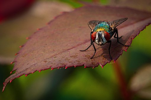 Insect Fly Pollination - Free photo on Pixabay