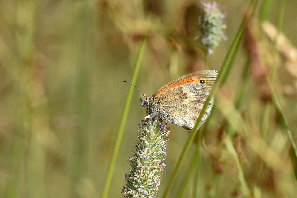 Small Heath Butterfly - Free photo on Pixabay - Pixabay