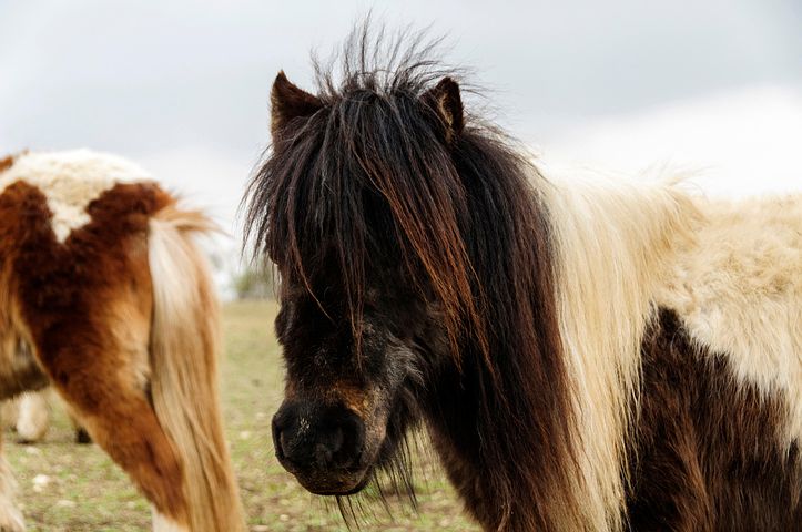 200+ Free Shetland-Pony & Shetland Pony Images - Pixabay