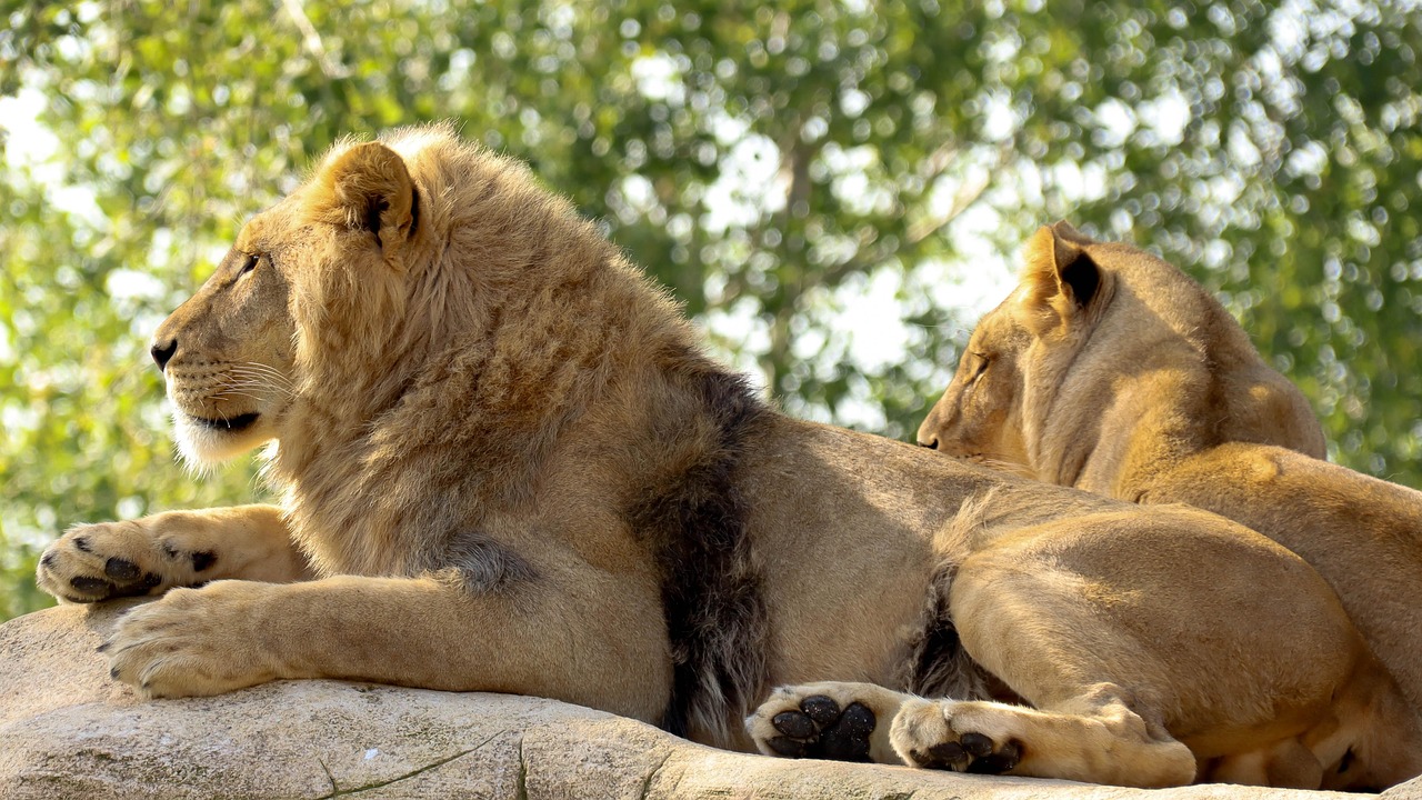 Lions Animals Mane - Free photo on Pixabay - Pixabay