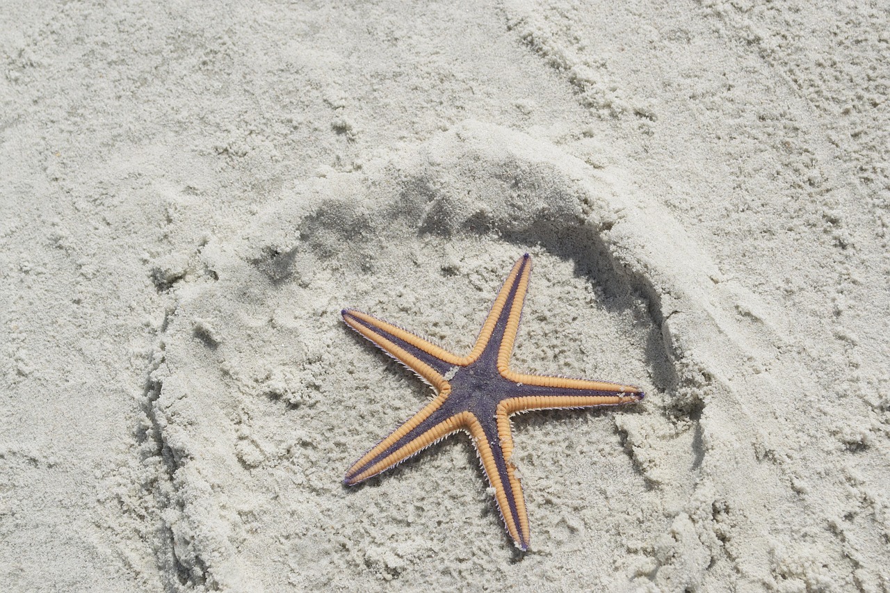Stern Florida - Kostenloses Foto auf Pixabay - Pixabay
