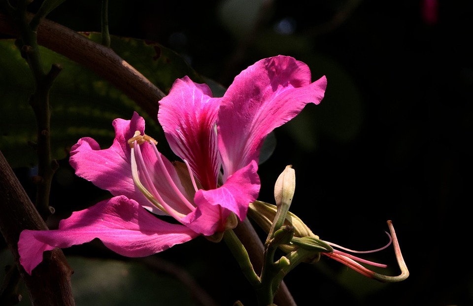 Flower Petals Stamen - Free photo on Pixabay