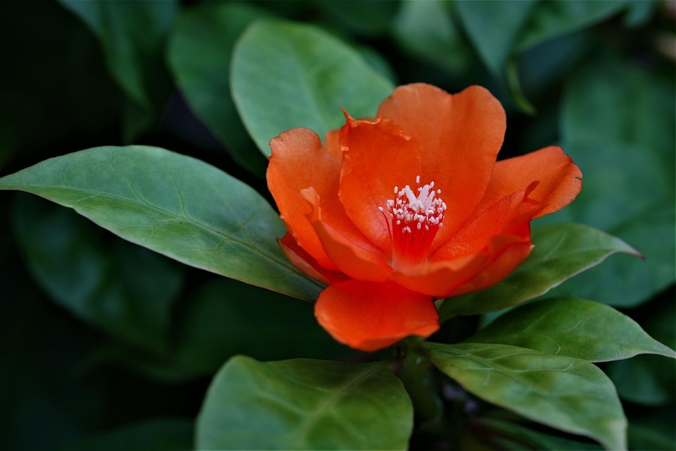 Flower Petals Stamen - Free photo on Pixabay - Pixabay