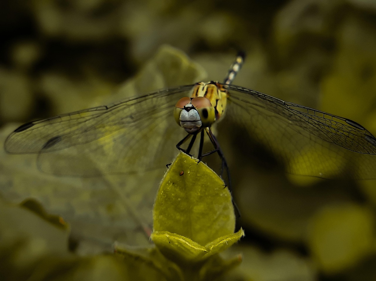 Dragonfly Insect Macro - Free photo on Pixabay - Pixabay