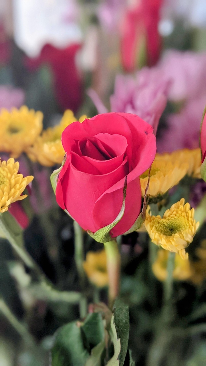 Rose Ostrich Flower Bunch Of - Free photo on Pixabay - Pixabay