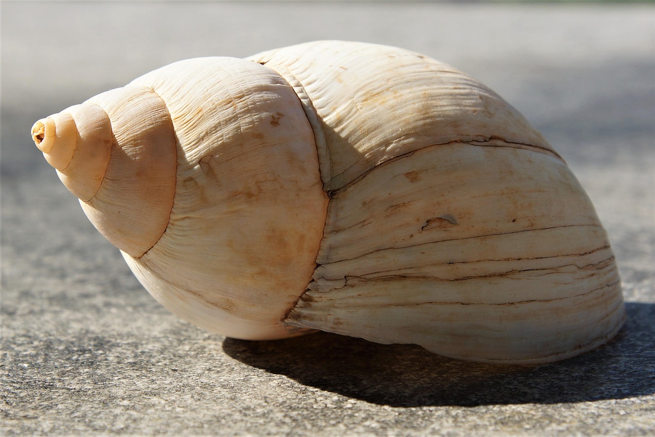 Snail Mollusk Shell Free Photo On Pixabay Pixabay