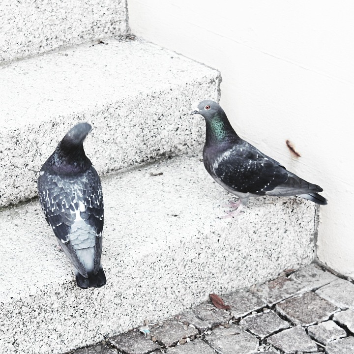 Colombe Des Oiseaux Plumes - Photo gratuite sur Pixabay - Pixabay
