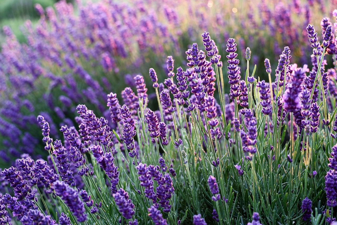 400 000 Free Lavender Flowers Lavender Photos Pixabay
