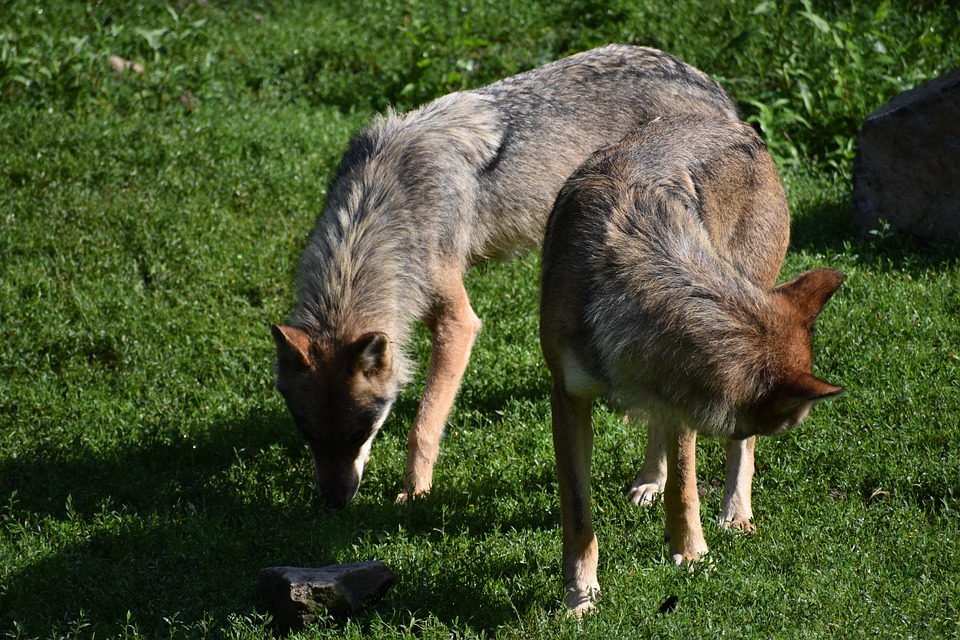 Wolves Canines Carnivore - Free photo on Pixabay - Pixabay